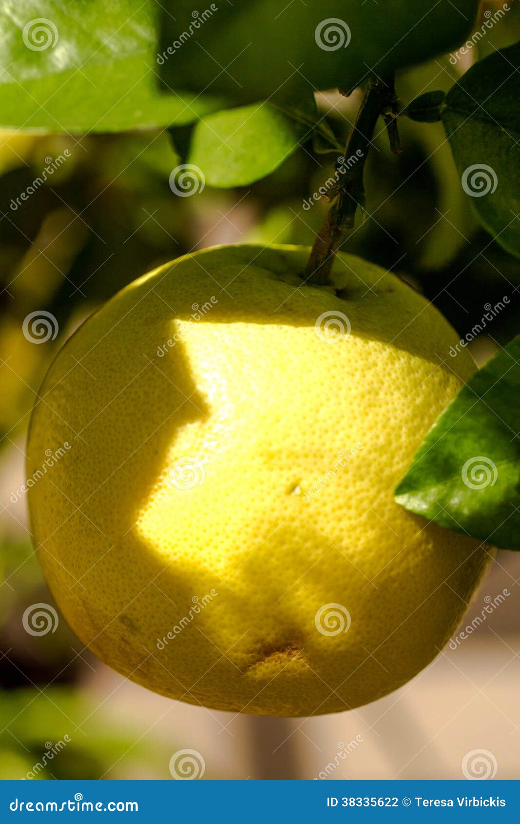 Grapefruit Growing on Tree Branch Stock Photo - Image of medicinal ...