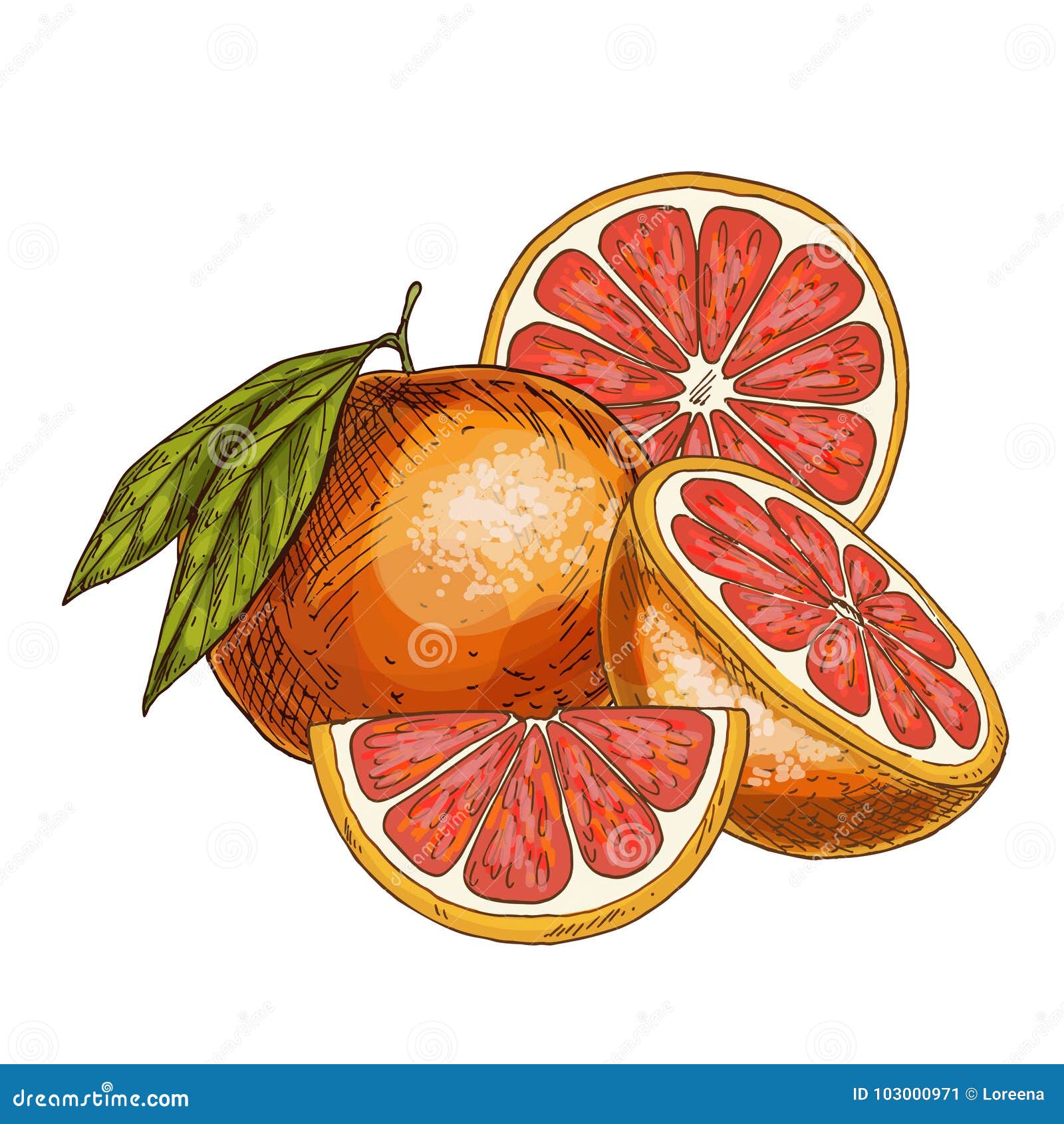Grapefruit, Half of Fruit, Slice. Stock Vector - Illustration of nature ...