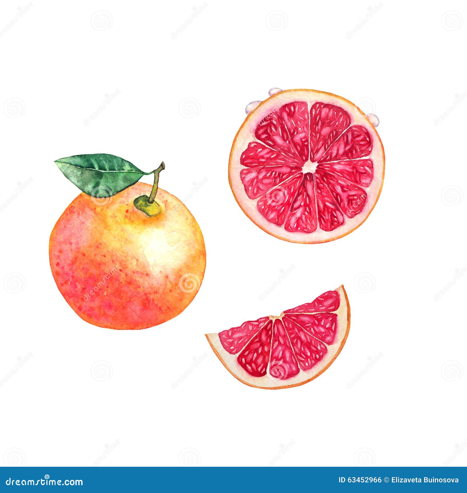 Grapefruit Stock Illustrations – 11,649 Grapefruit Stock Illustrations ...