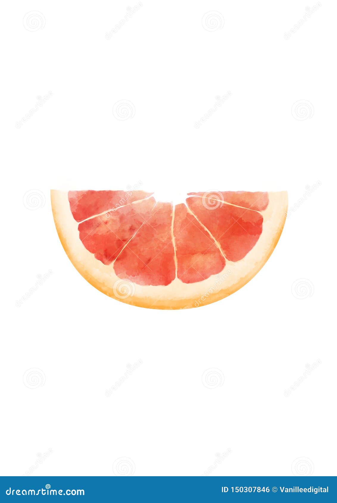 Grapefruit Slice Watercolor Illustration Stock Illustration - Illustration of isolated, summer ...