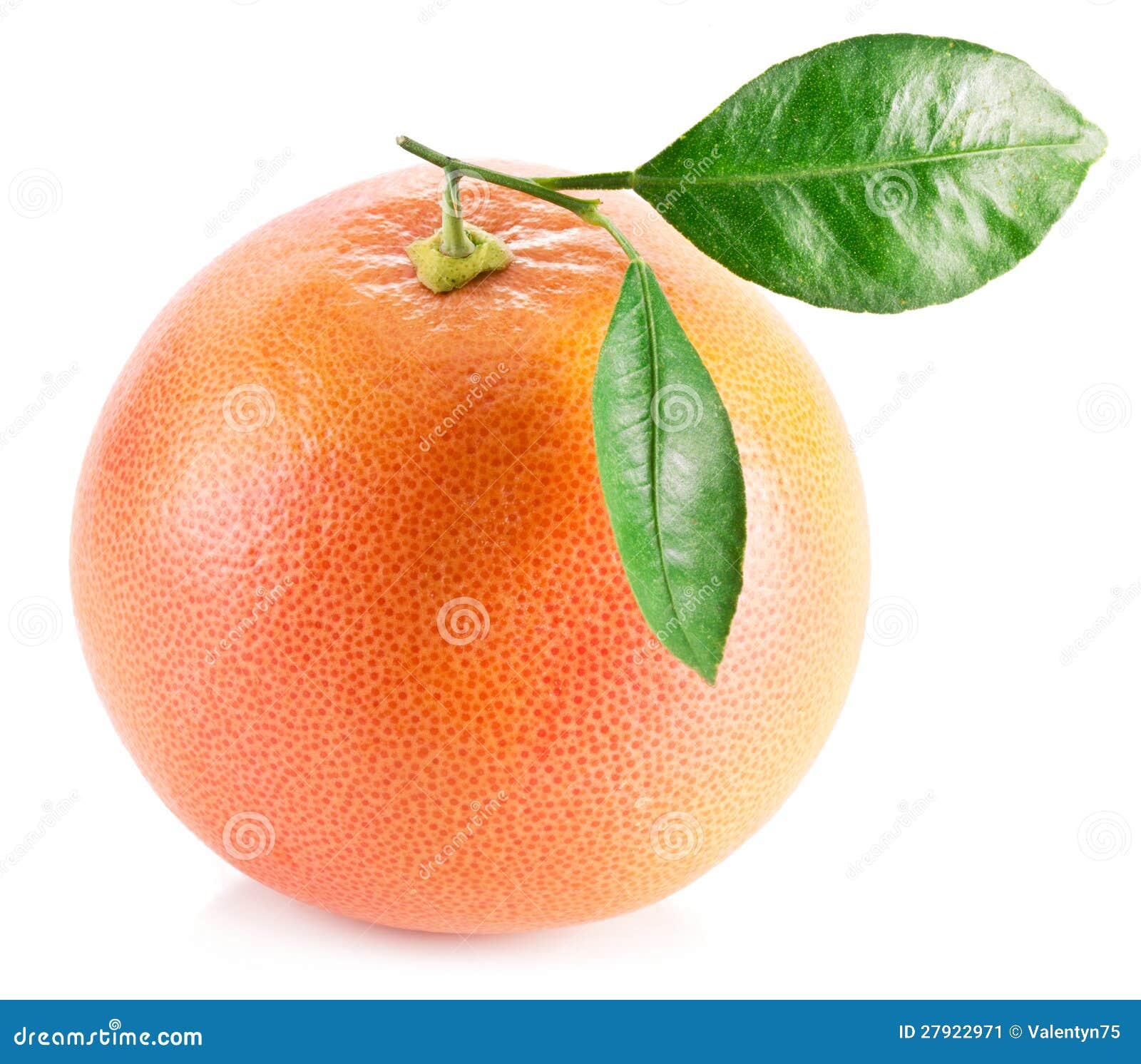 Grapefruit with leaves. stock image. Image of food, nature - 27922971