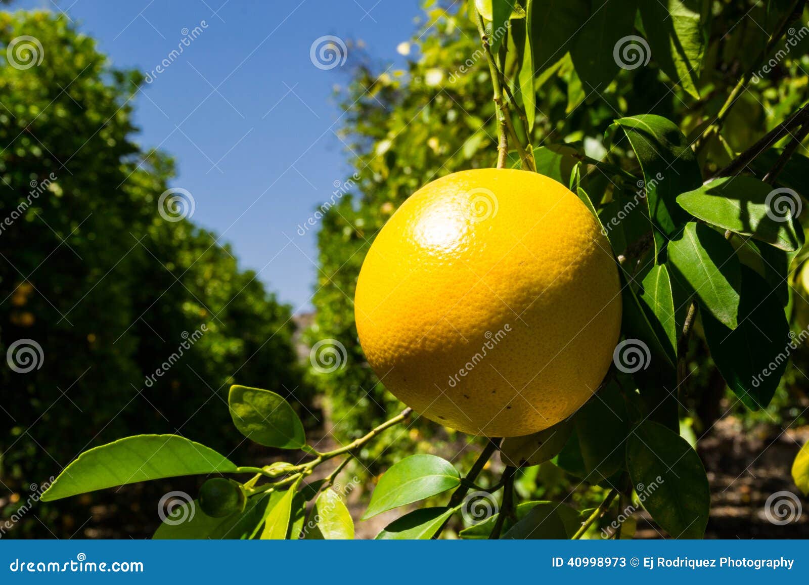 The Grapefruit in the Orchard. Stock Image - Image of fresh, field ...