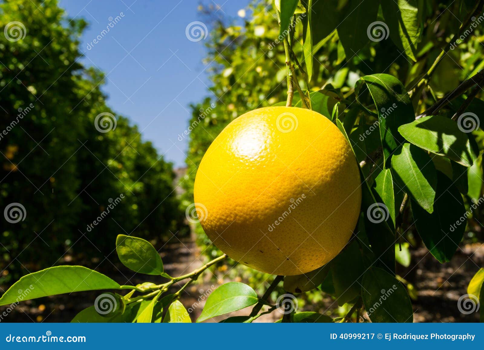 The Grapefruit in the Orchard. Stock Image - Image of flora, grapefruit ...