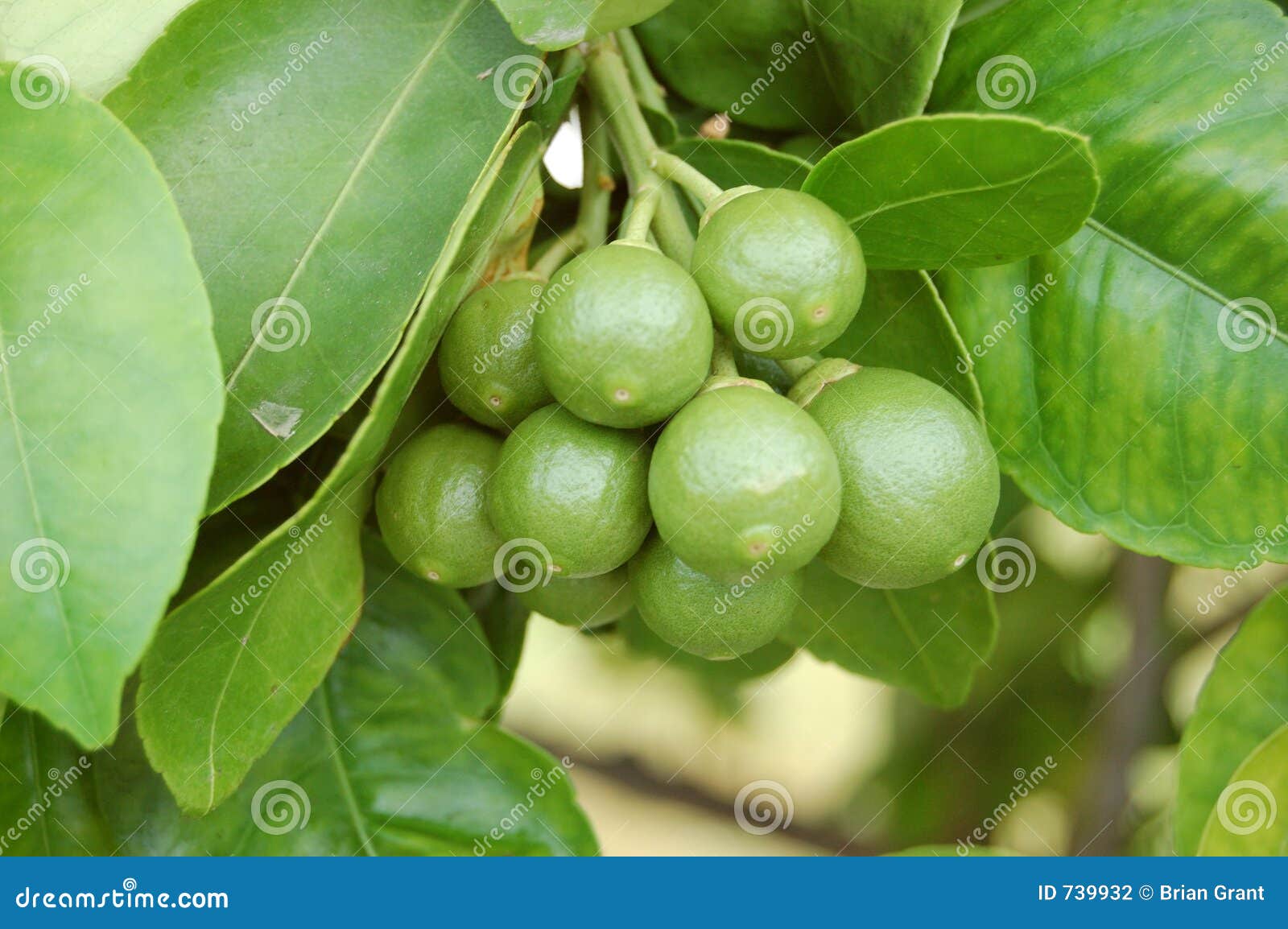 Grapefruit ripening stock photo. Image of fruit, grapefruit - 739932