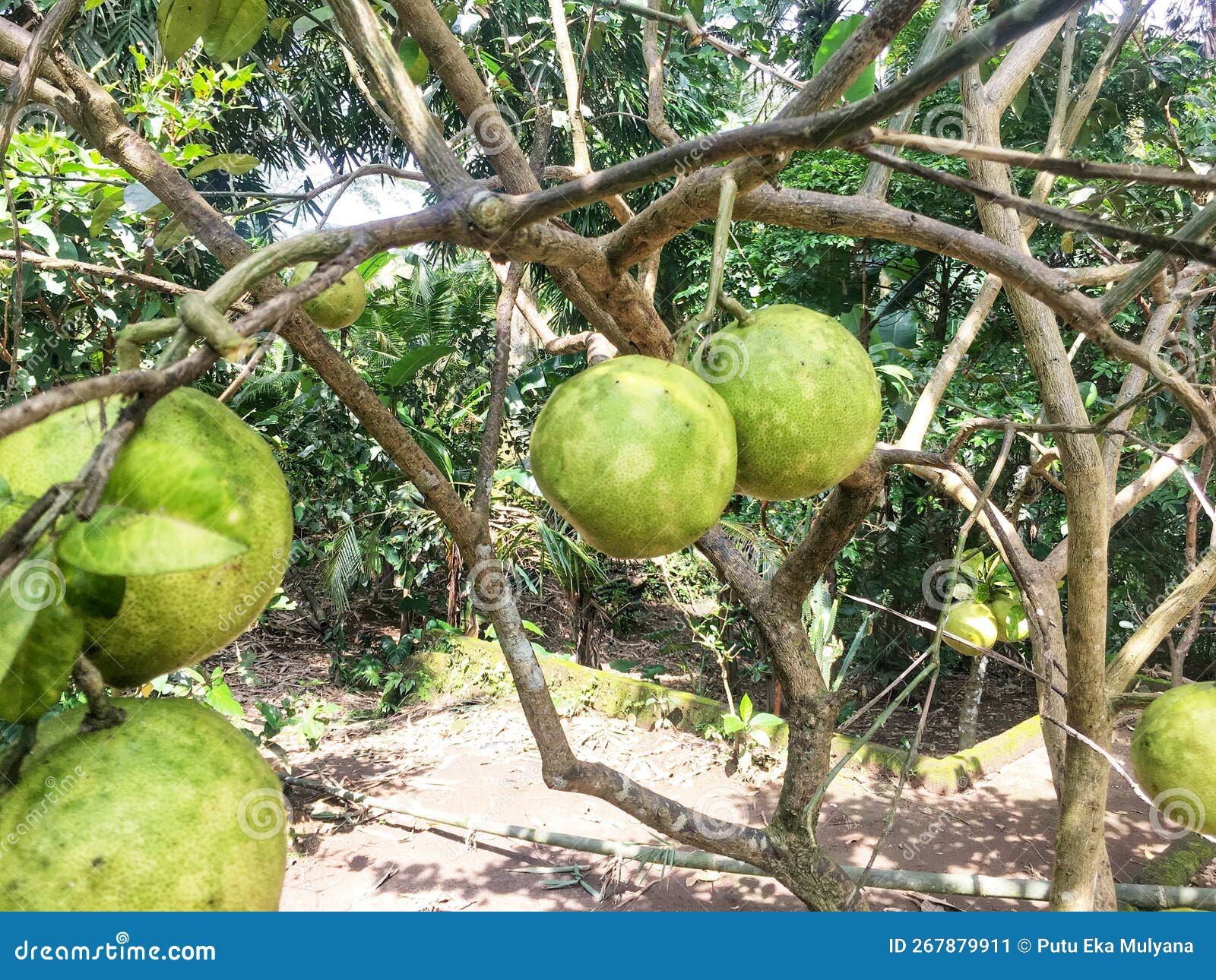 The Grapefruit is Still on the Tree Stock Image - Image of leaf, fruit ...