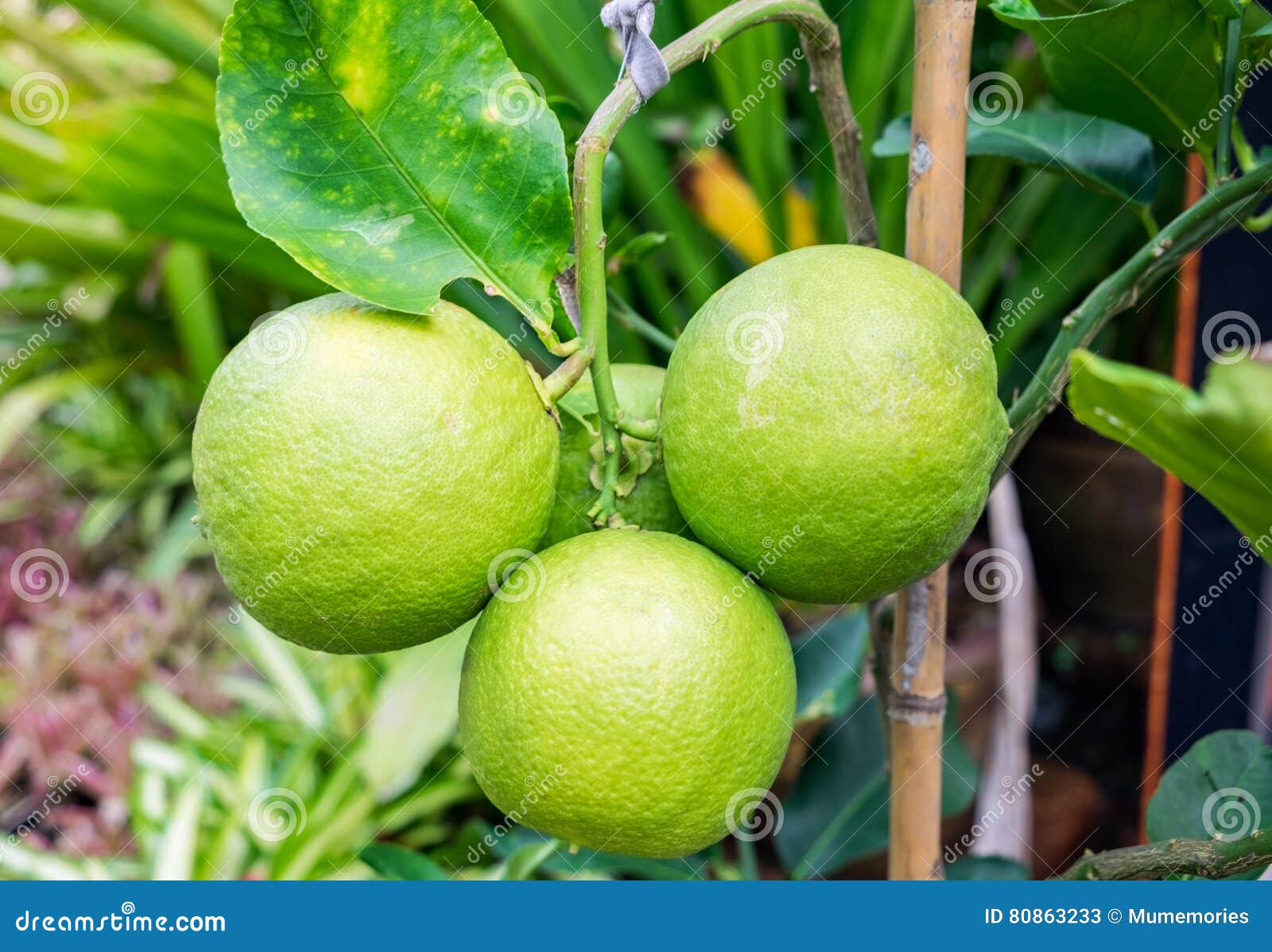 Grapefruit Three Balls on Tree Stock Image - Image of green ...
