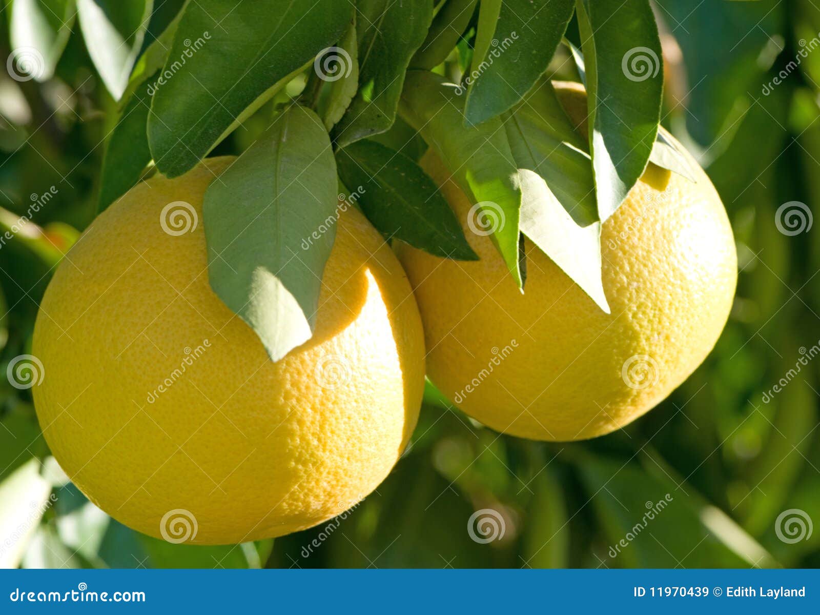 Grapefruit on the Tree stock image. Image of citrus, nature - 11970439
