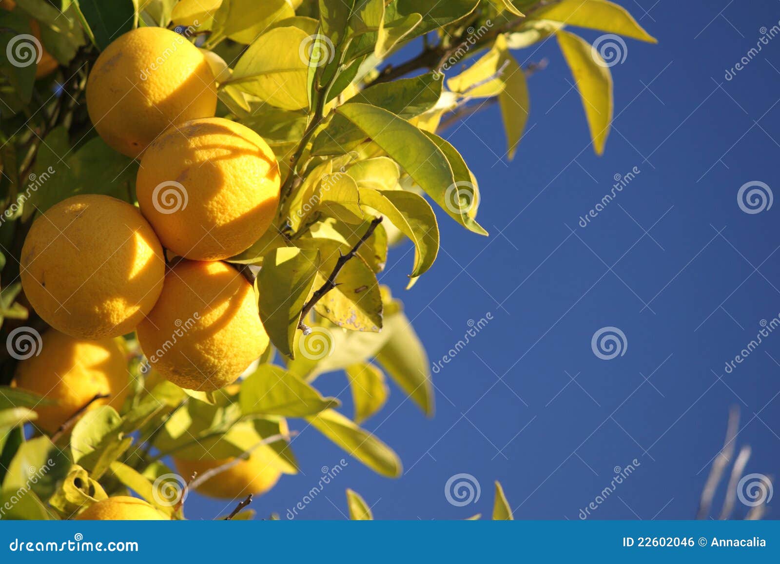 Grapefruit tree stock photo. Image of branches, flora - 22602046