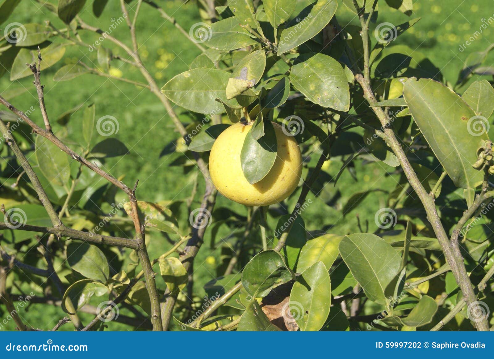 Grapefruit tree stock photo. Image of outdoor, growing - 59997202