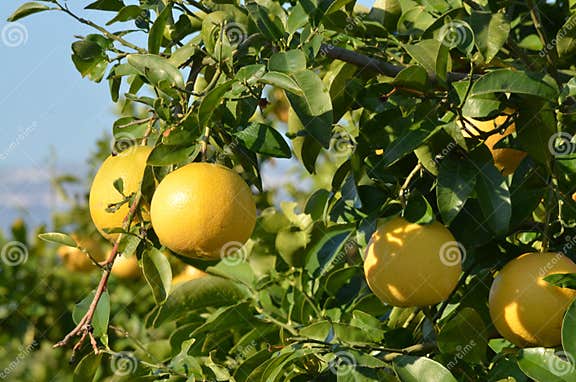 Grapefruit tree stock image. Image of green, seasonal - 36098229