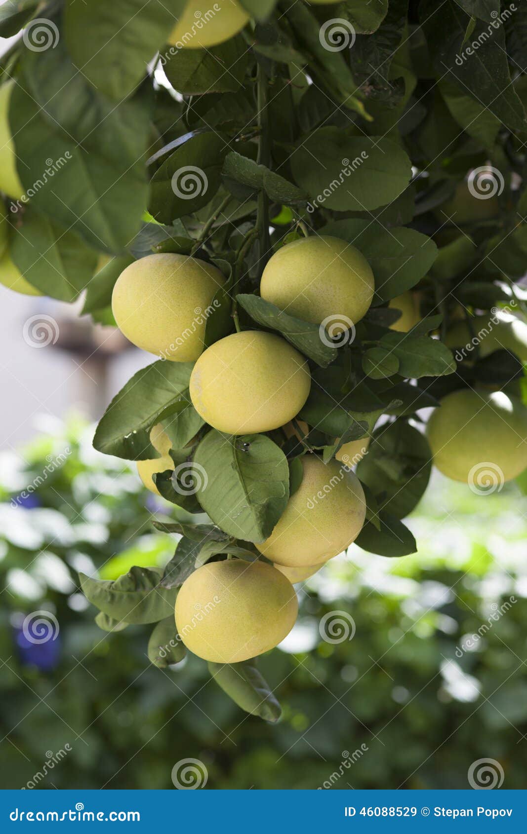 Grapefruit tree stock image. Image of garden, fruit, ripe - 46088529