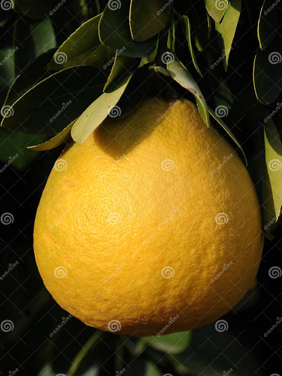 Grapefruit Tree with Fresh Grown Grapefruit. Stock Image - Image of ...
