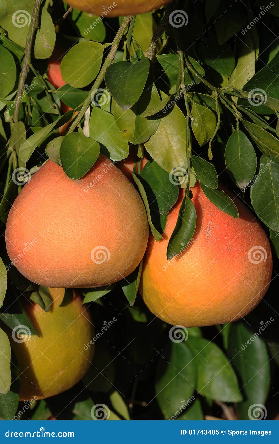 Grapefruit Tree with Fresh Grown Grapefruits. Stock Image - Image of ...