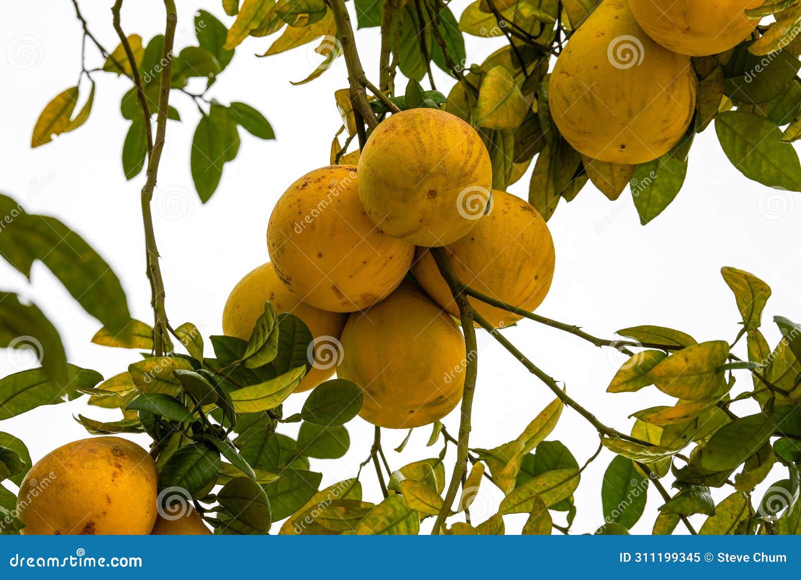 The Grapefruit Tree is Full of Ripe Fruits Grapefruit Stock Image ...