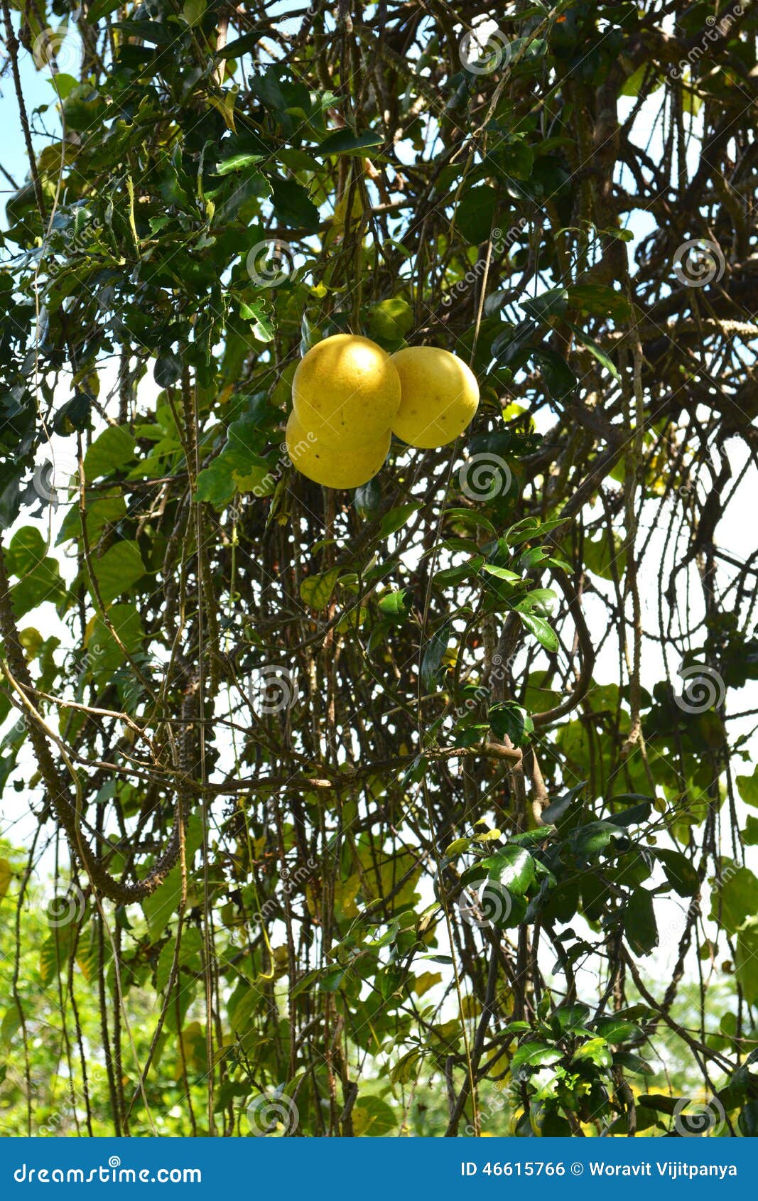 Grapefruit tree stock photo. Image of organic, israel - 46615766