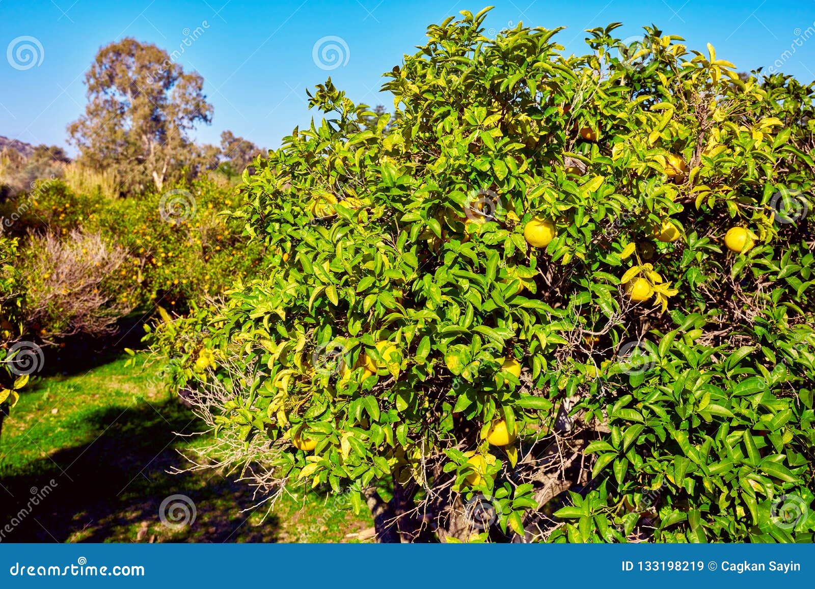 Grapefruit Tree in a Garden Stock Image - Image of healthy, growing ...