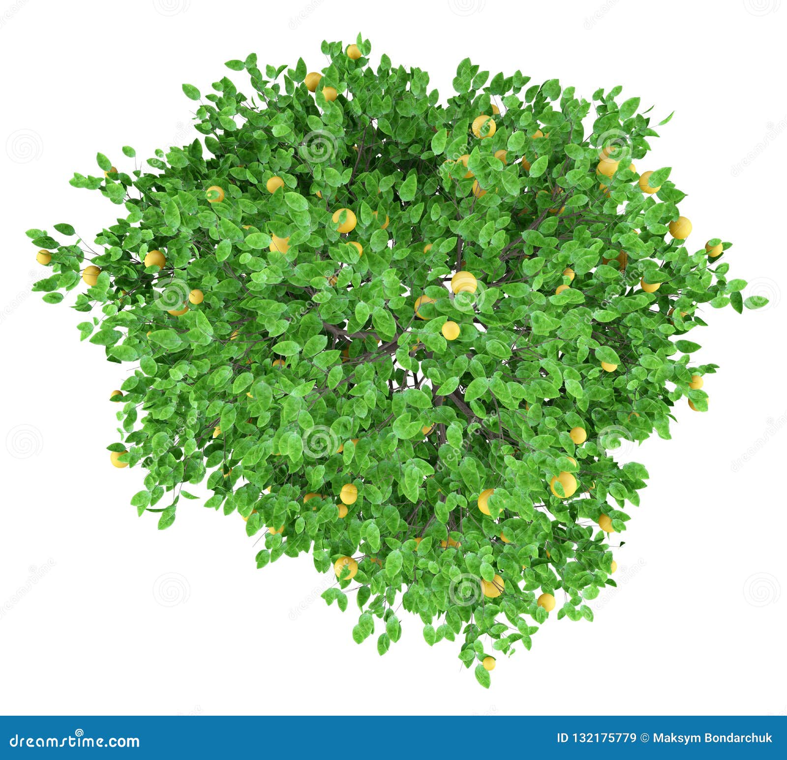 Grapefruit Tree with Grapefruits Isolated on White. Top View Stock ...