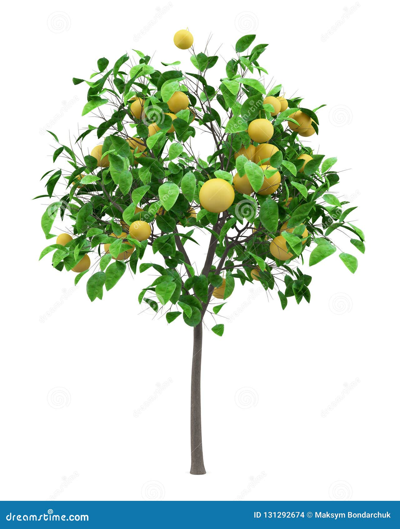 Grapefruit Tree With Grapefruits Isolated On White. Top View Royalty ...