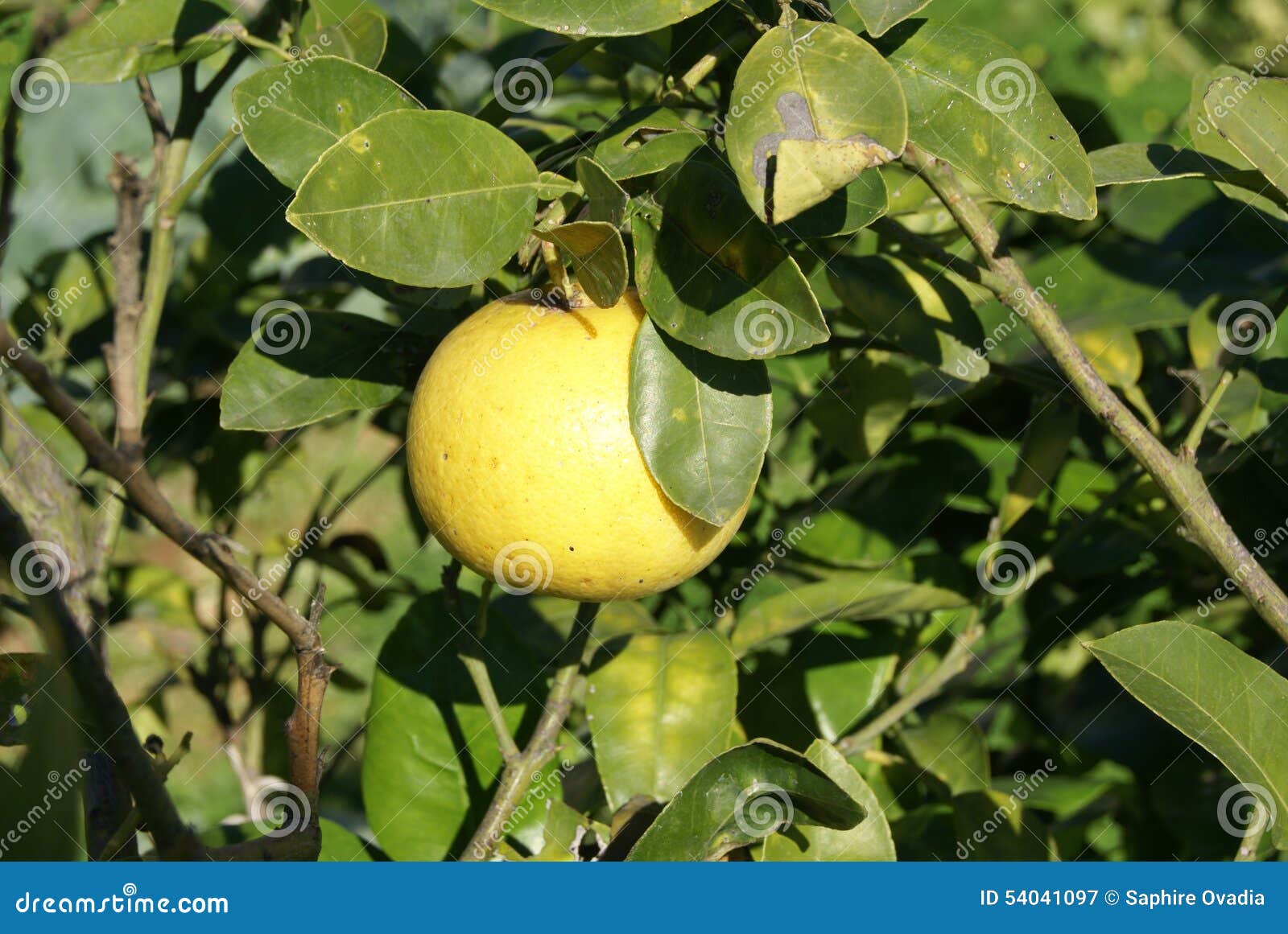 Grapefruit tree stock image. Image of health, fresh, ripe - 54041097