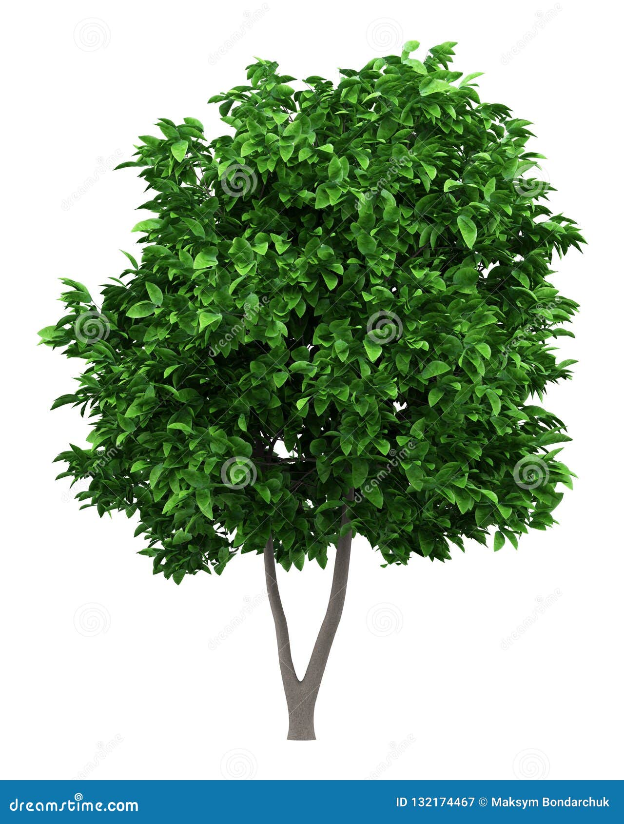 Grapefruit Tree With Grapefruits Isolated On White Stock Photography ...