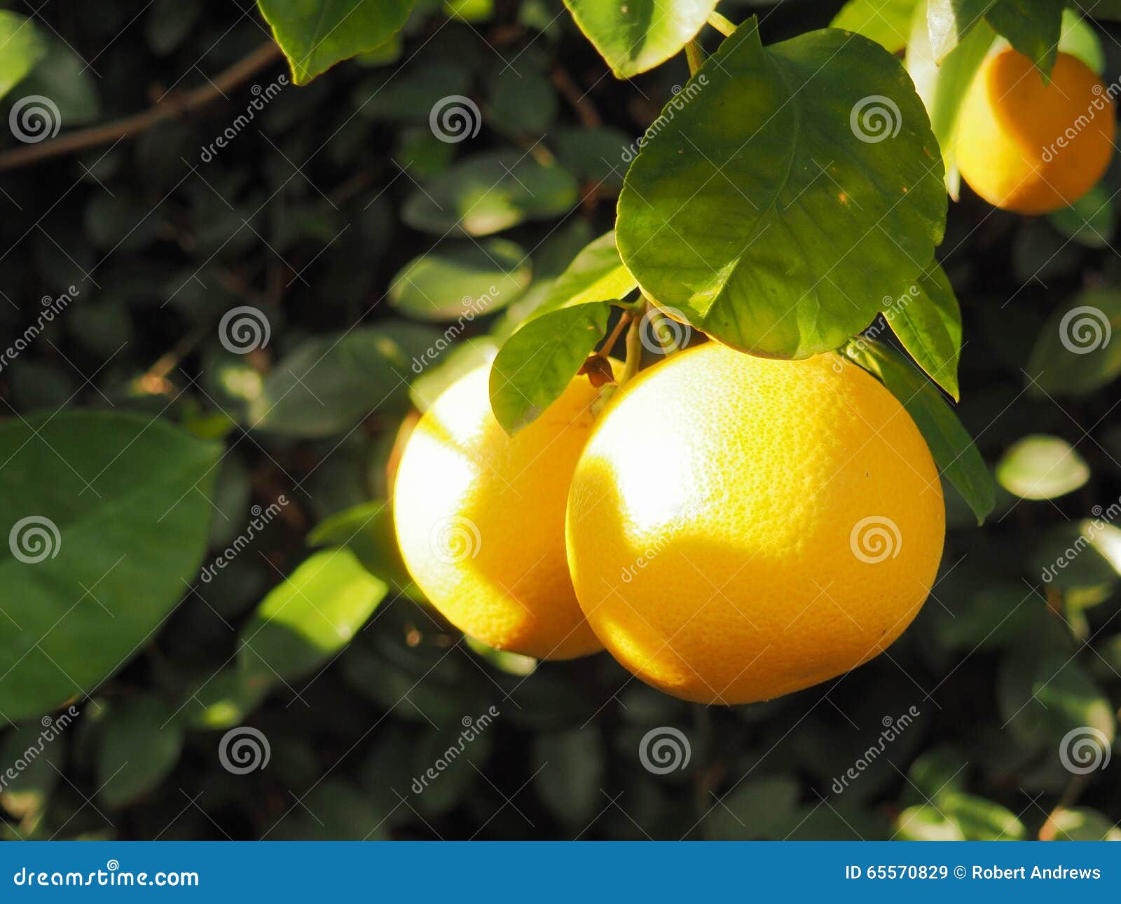 Grapefruit on tree stock image. Image of organic, orange - 65570829