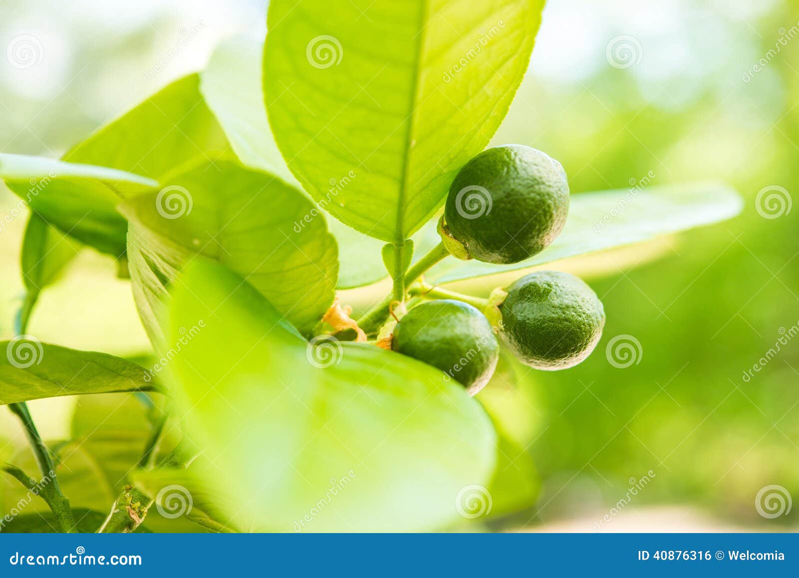 Grapefruit Tree stock photo. Image of lemon, garden, plant - 40876316