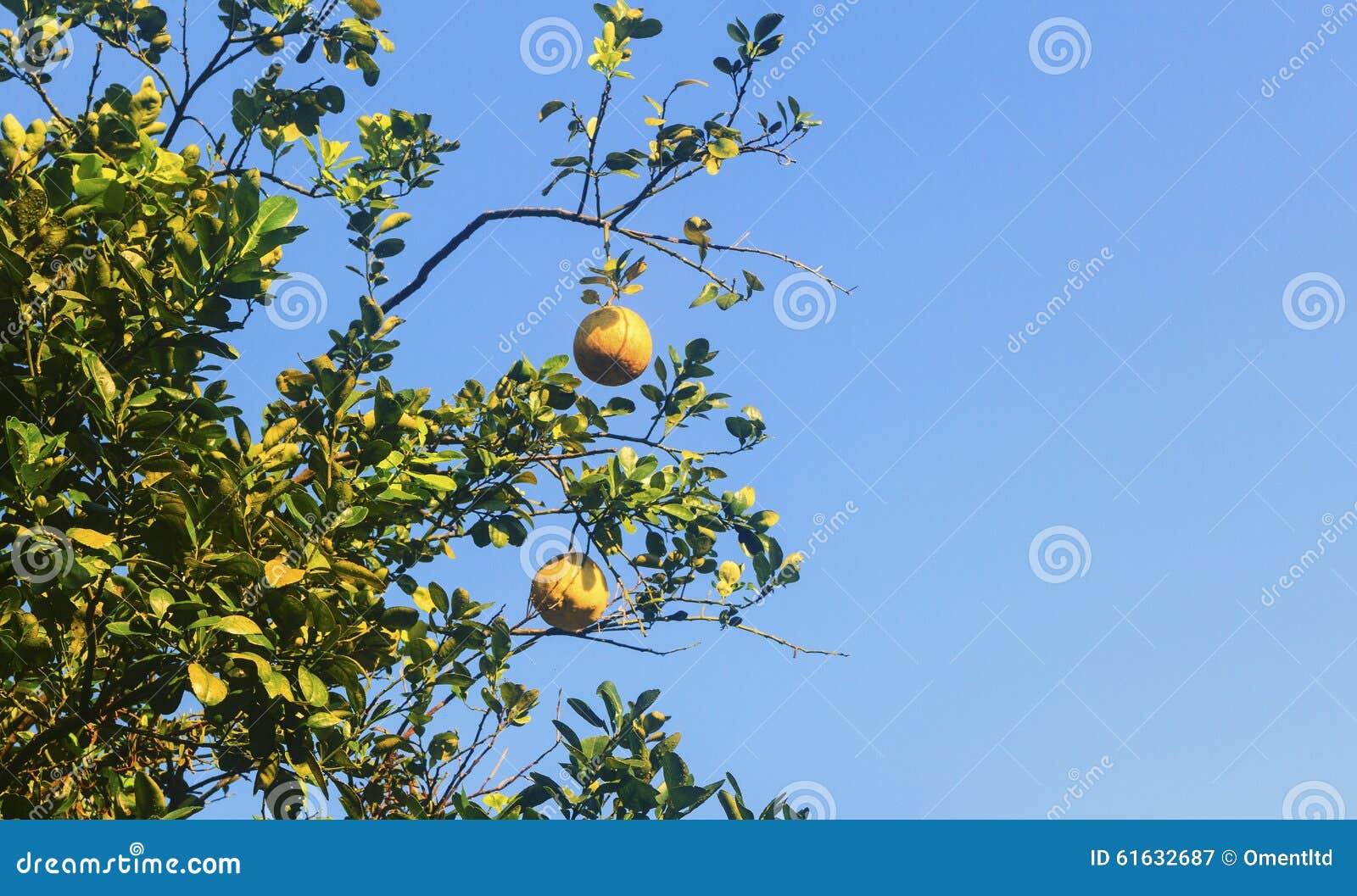 Grapefruit on the Tree stock image. Image of organic - 61632687