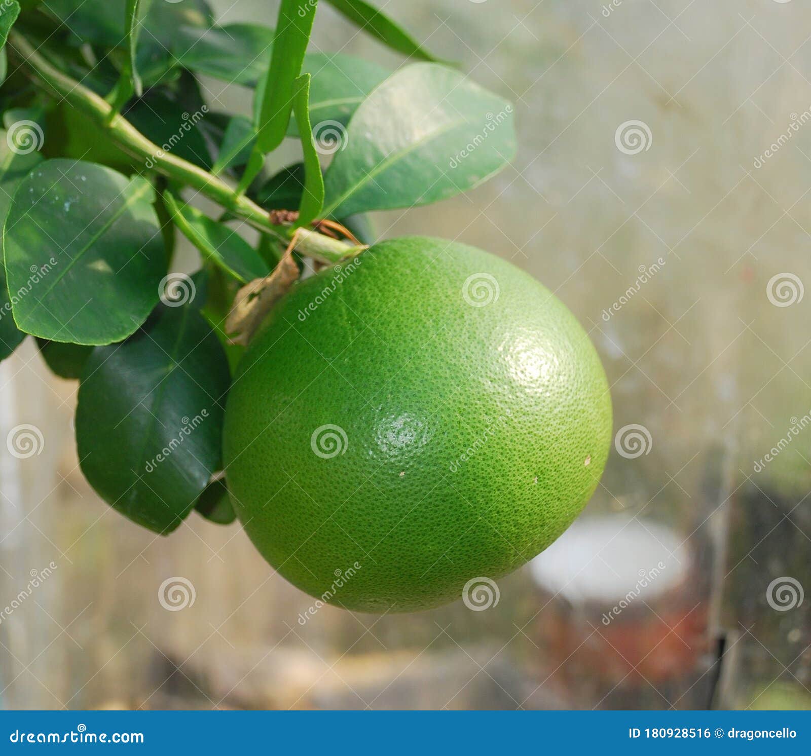 Grapefruit on Tree stock photo. Image of garden, gardens - 180928516