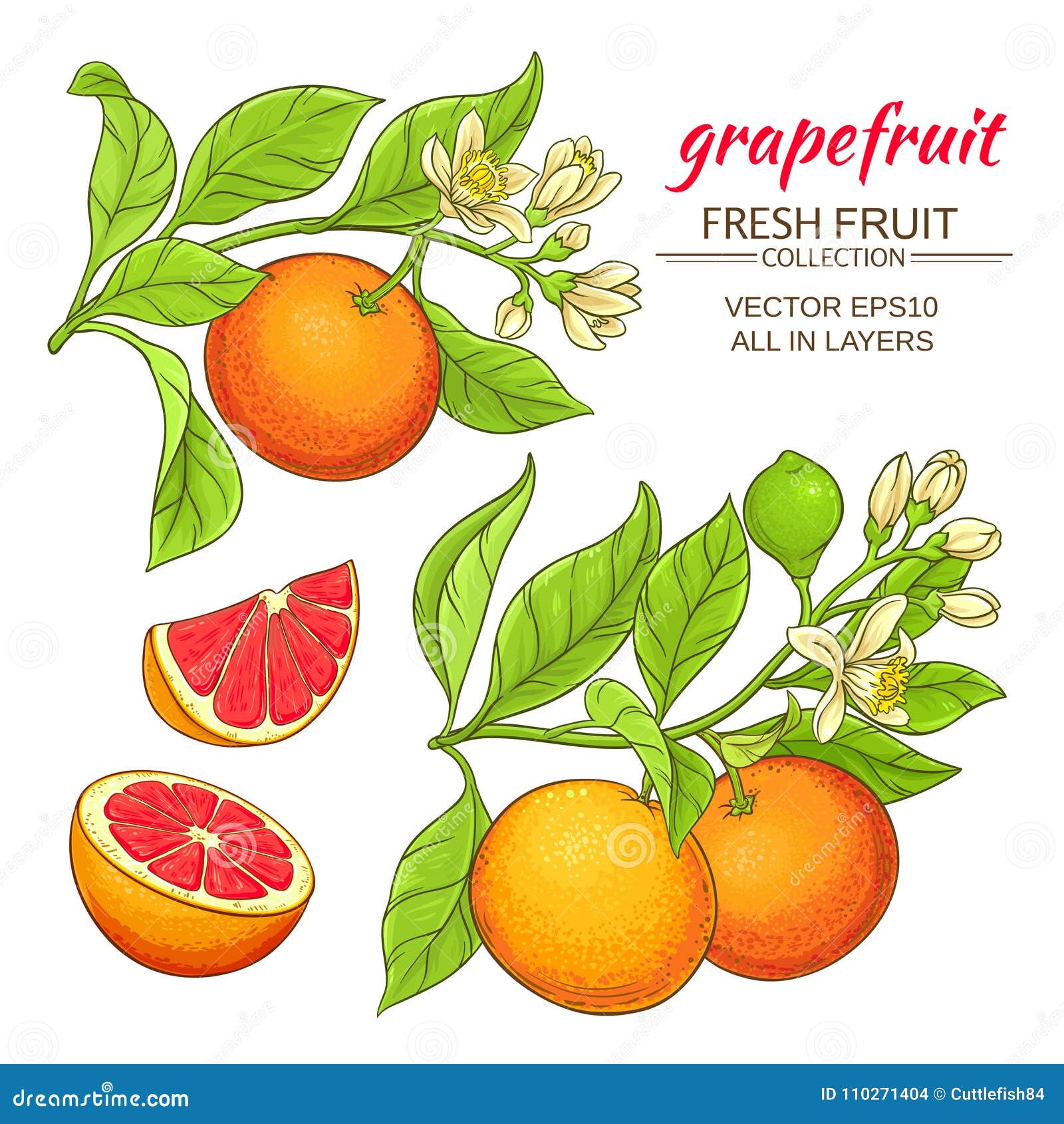 Grapefruit vector set stock vector. Illustration of juice - 110271404