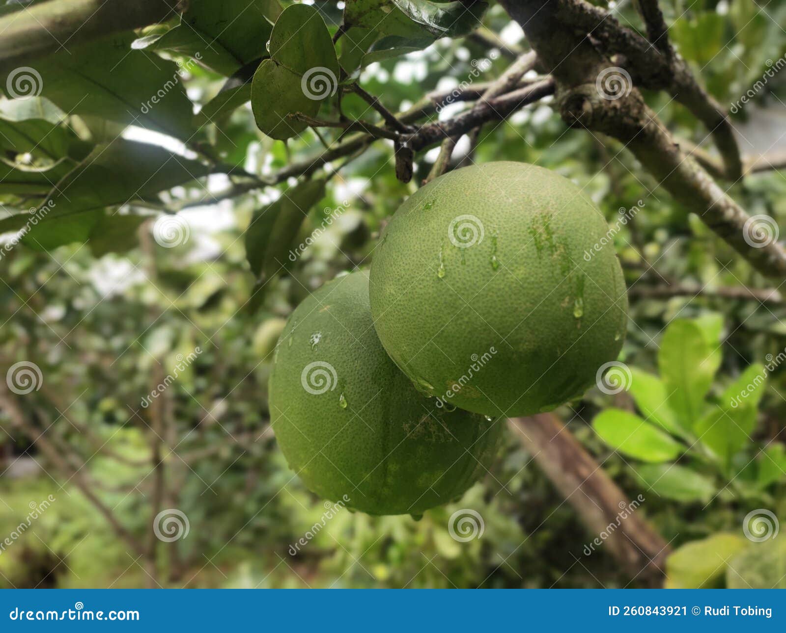 Grapefruit Which Has a Large Size and Sweet Taste Stock Image - Image ...