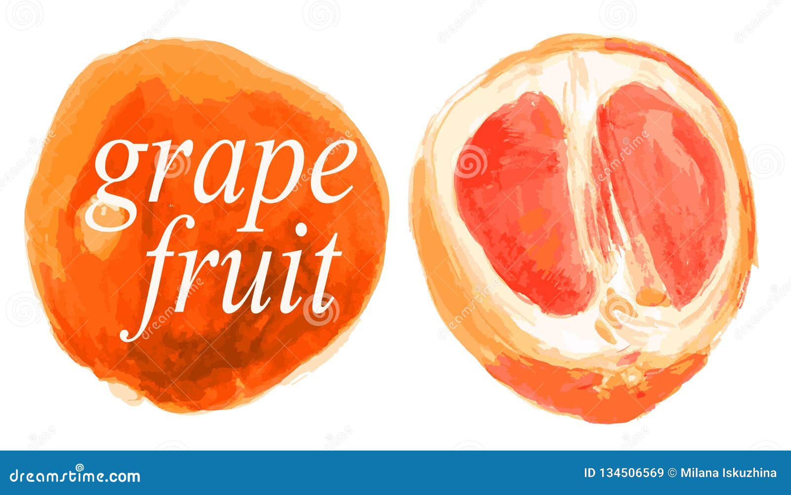 Grapefruit Whole and Half in a Cut Drawn Stock Vector - Illustration of ...
