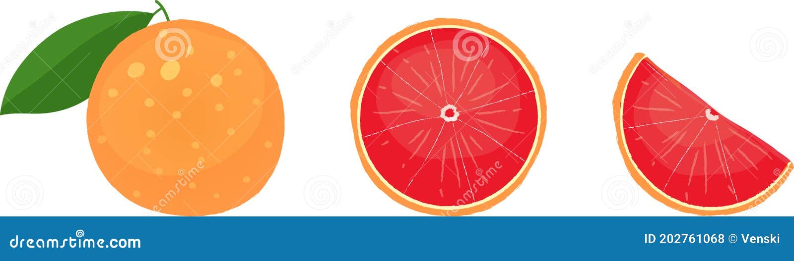 Grapefruit Whole, Cut Slice, Wedge Stock Vector - Illustration of ...