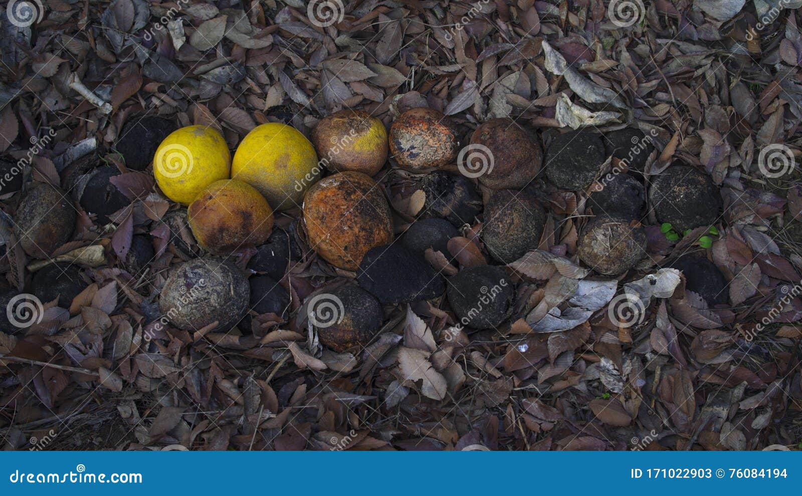 Rotten Grapefruit in the Withered Grass Stock Image - Image of ground ...