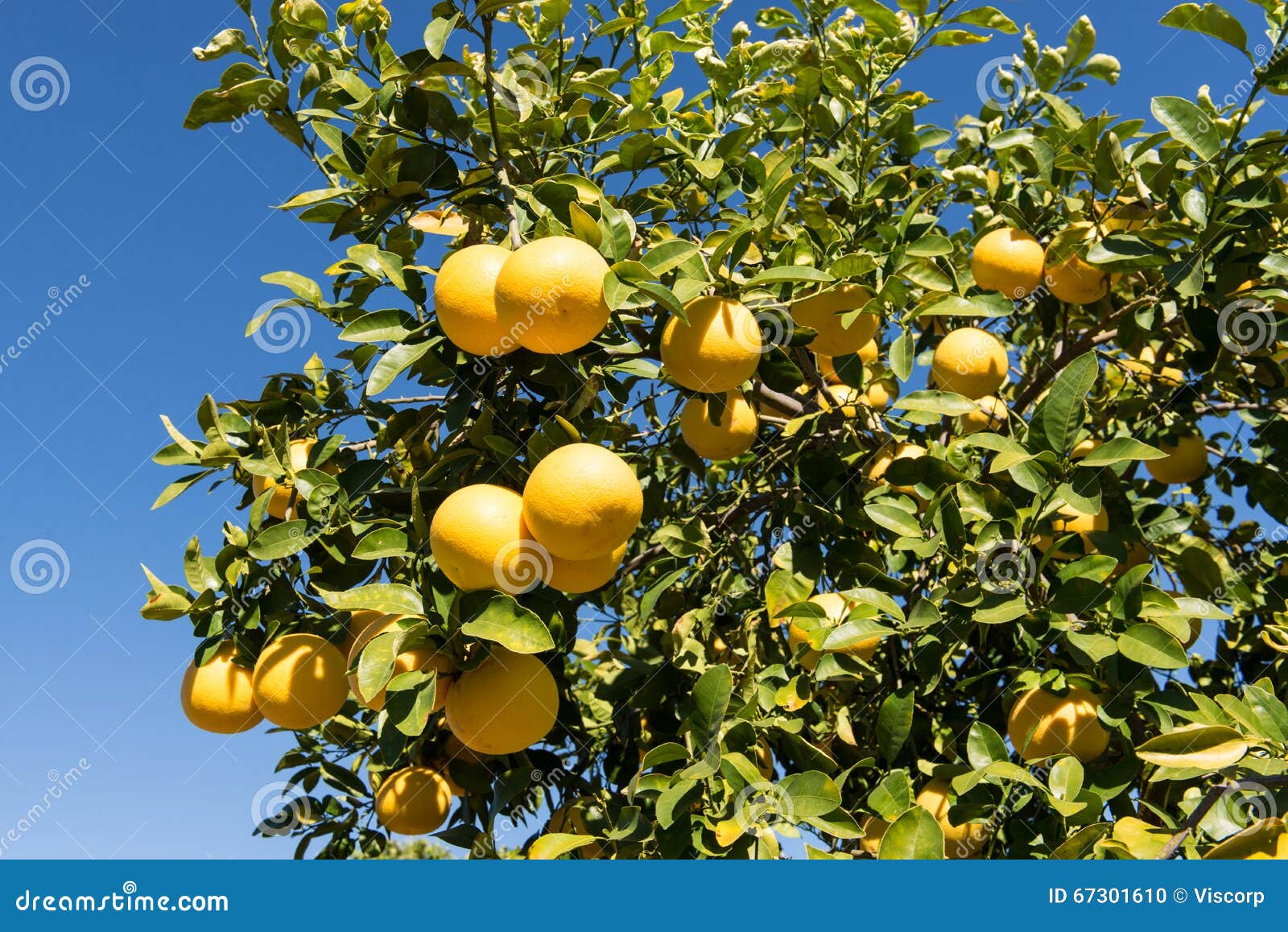 Grapefruit Clusters Stock Photos - Free & Royalty-Free Stock Photos ...