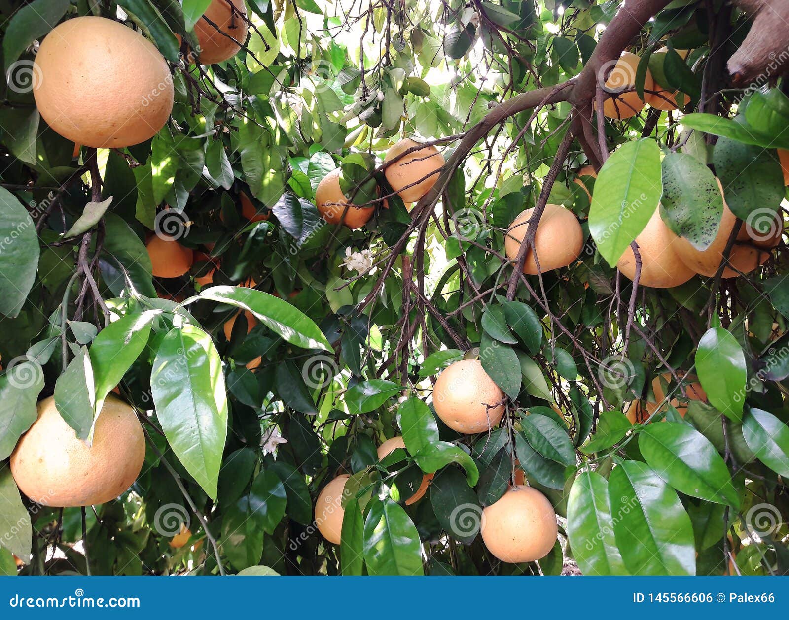Grapefruits on the tree stock photo. Image of citrus - 145566606