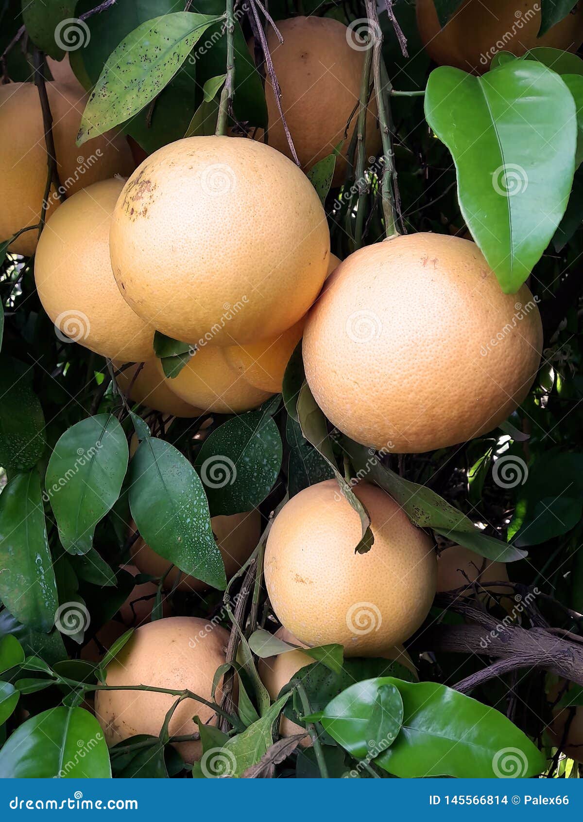 Grapefruits on the tree stock photo. Image of organic - 145566814