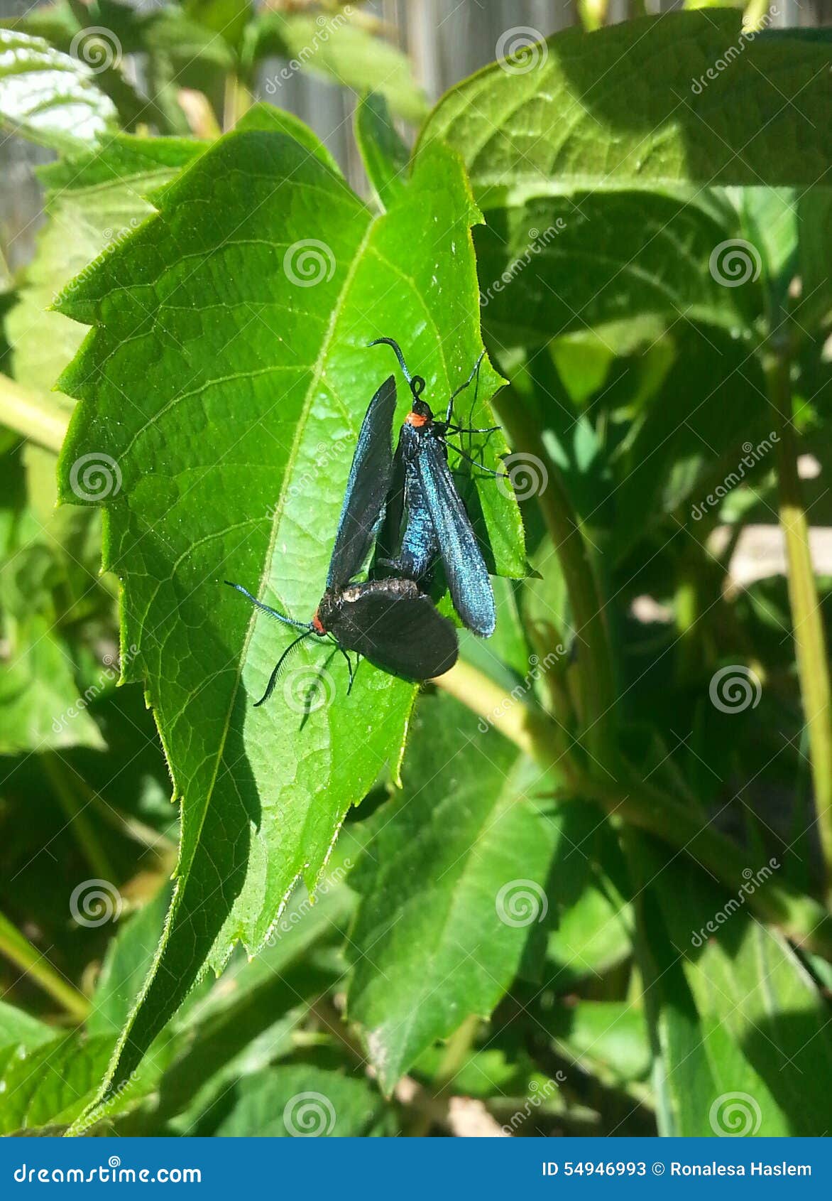 Grapeleaf Skeletonizer Breeding Stock Image - Image of pests, mating ...