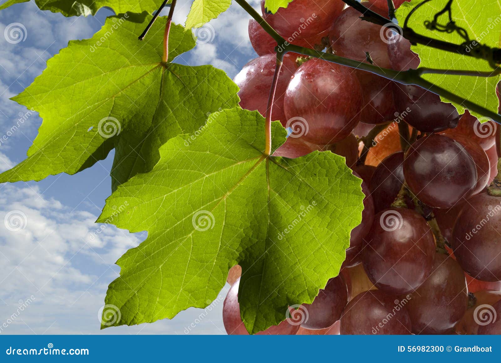 Grapery stock photo. Image of farming, fresh, south, grape - 56982300