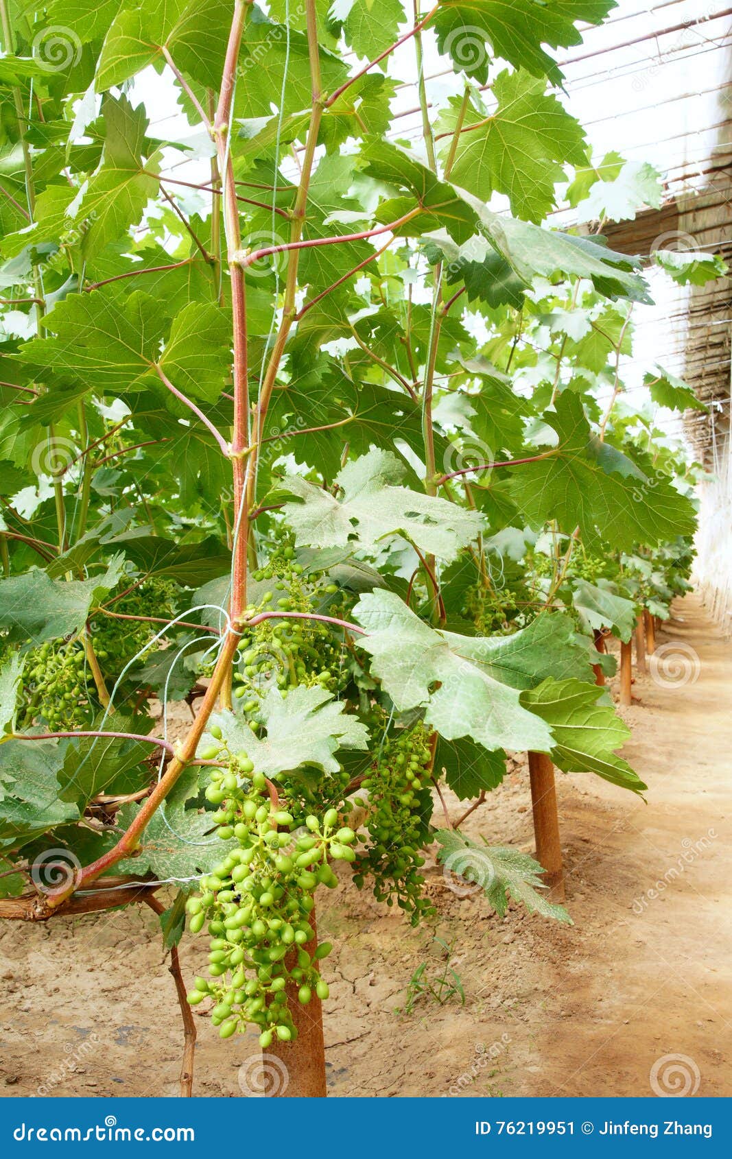 Grapery stock image. Image of fruits, farmland, vinery - 76219951