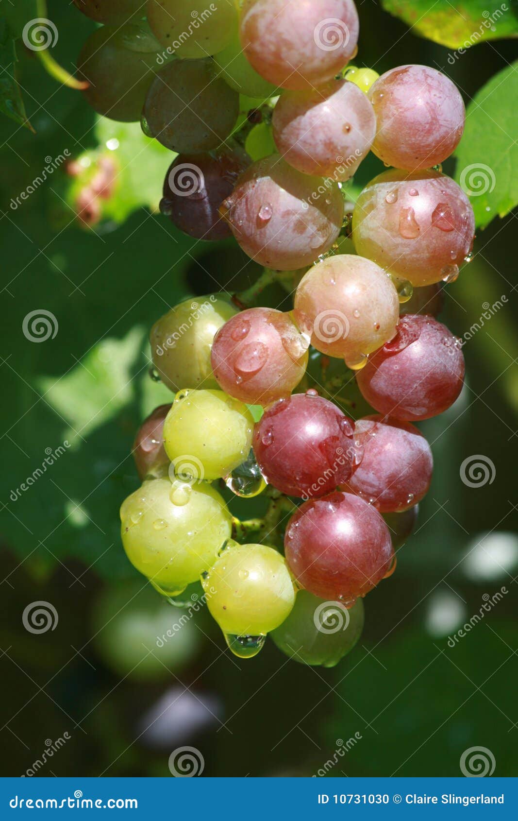Grapes stock photo. Image of nature, fruit, vineyard - 10731030