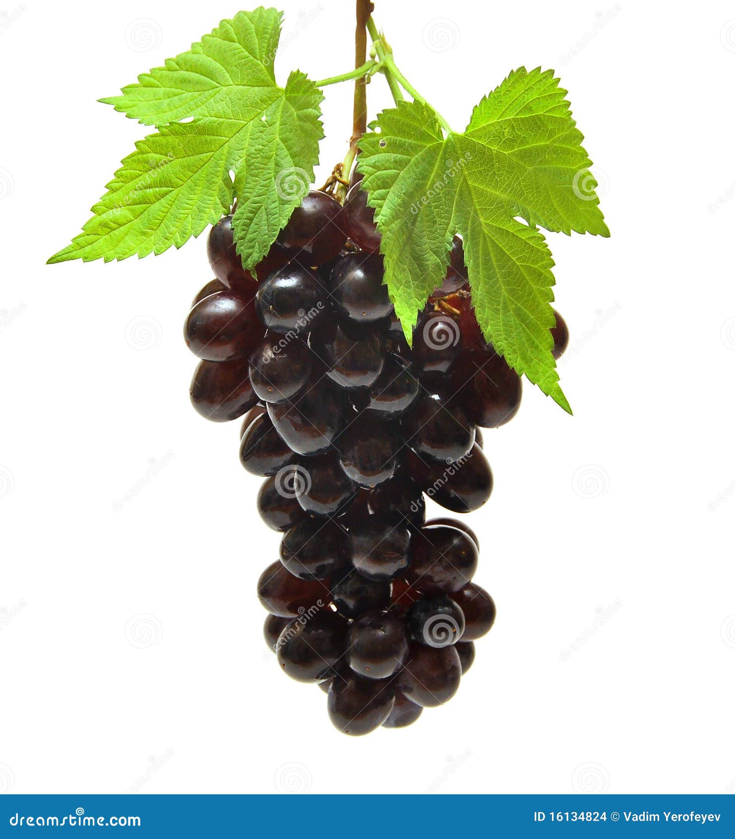 Grapes stock photo. Image of crop, bunch, isolated, objects - 16134824