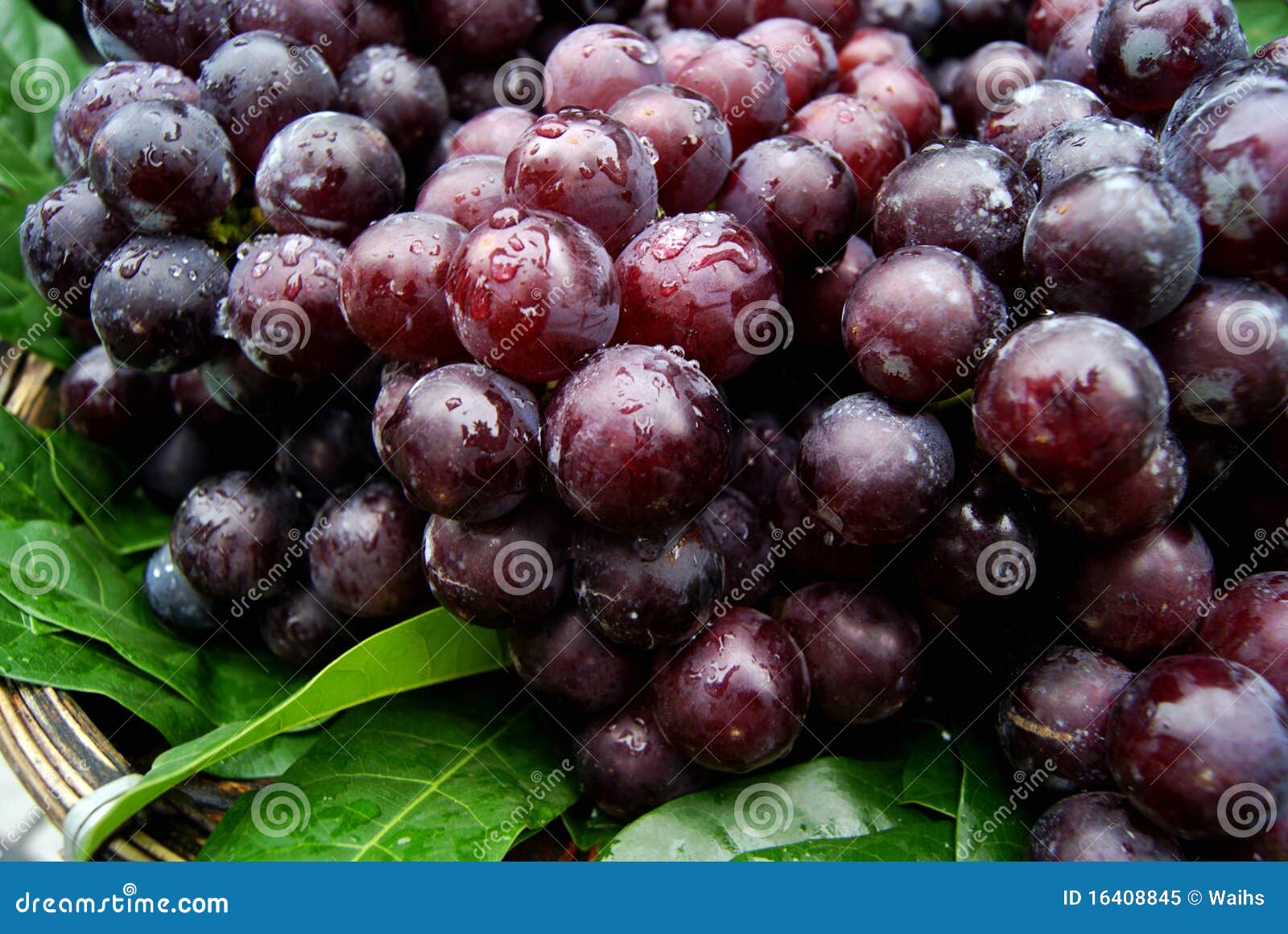 Grapes stock image. Image of round, gourmet, grapes, skin - 16408845