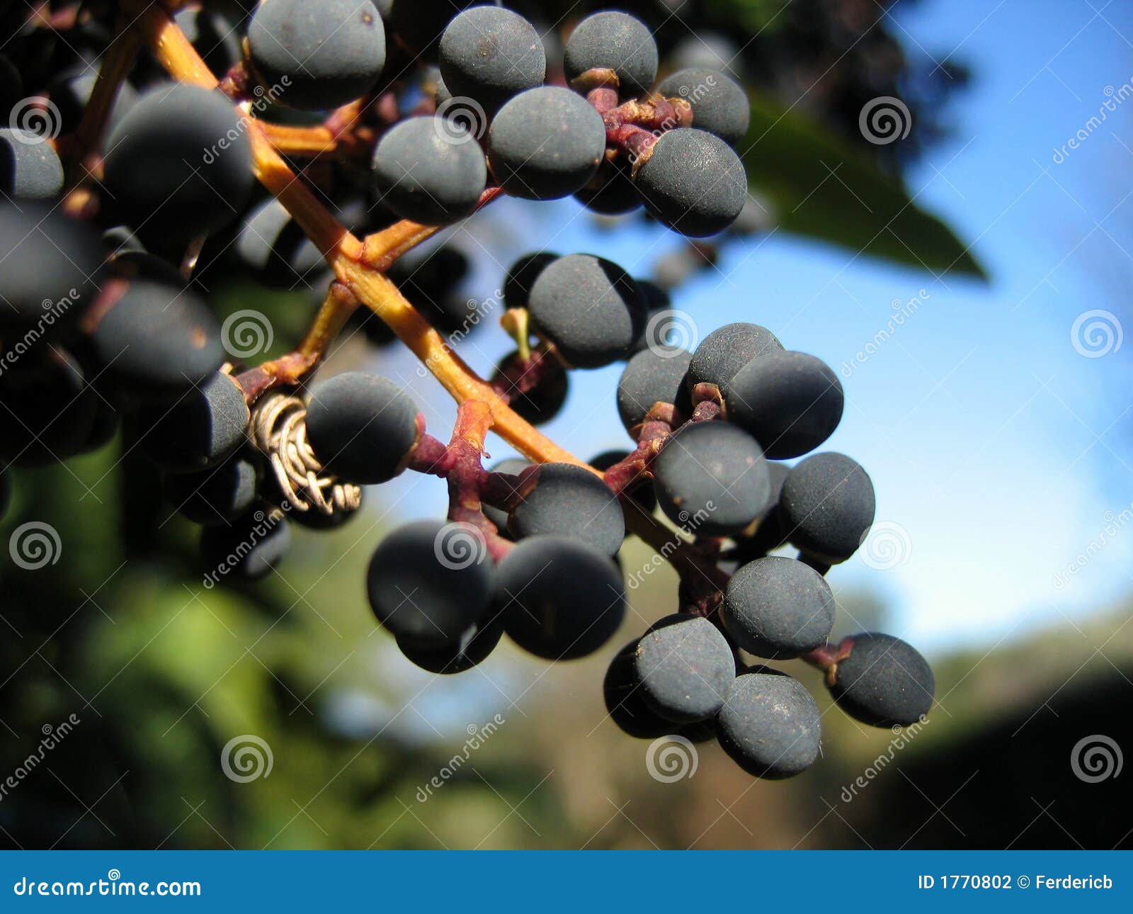 Grapes stock photo. Image of dark, macro, black, baccus - 1770802