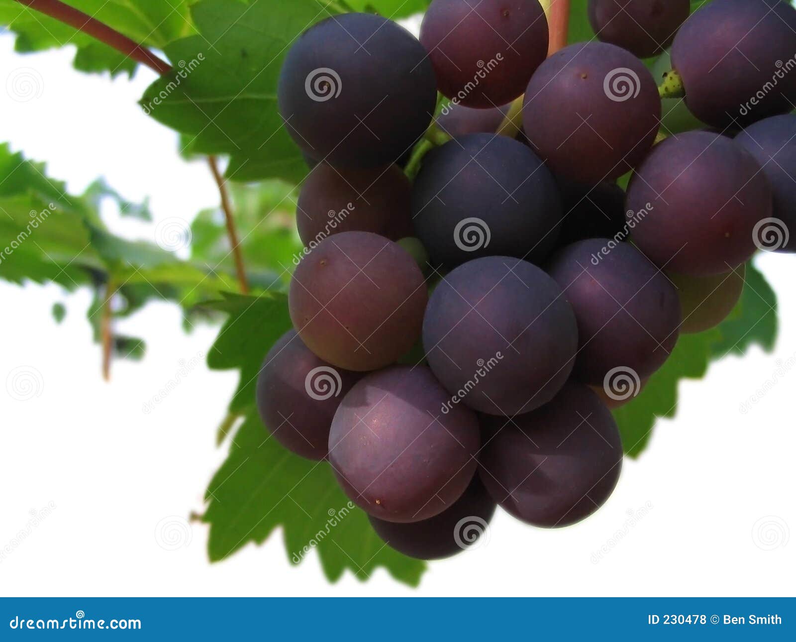 Grapes stock photo. Image of autumn, wineyard, season, organic - 230478