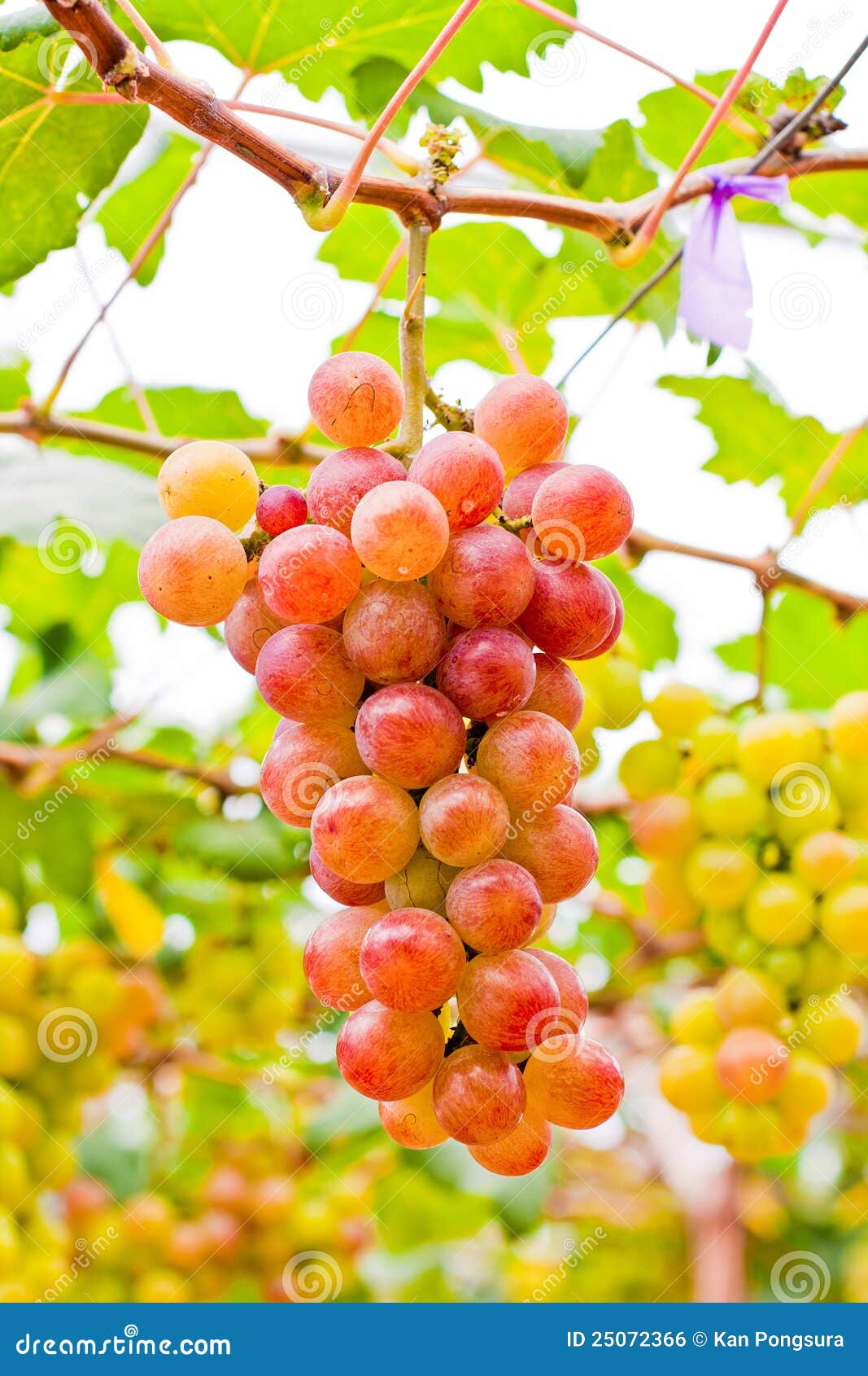Grapes stock photo. Image of seed, fruit, tender, extracts - 25072366