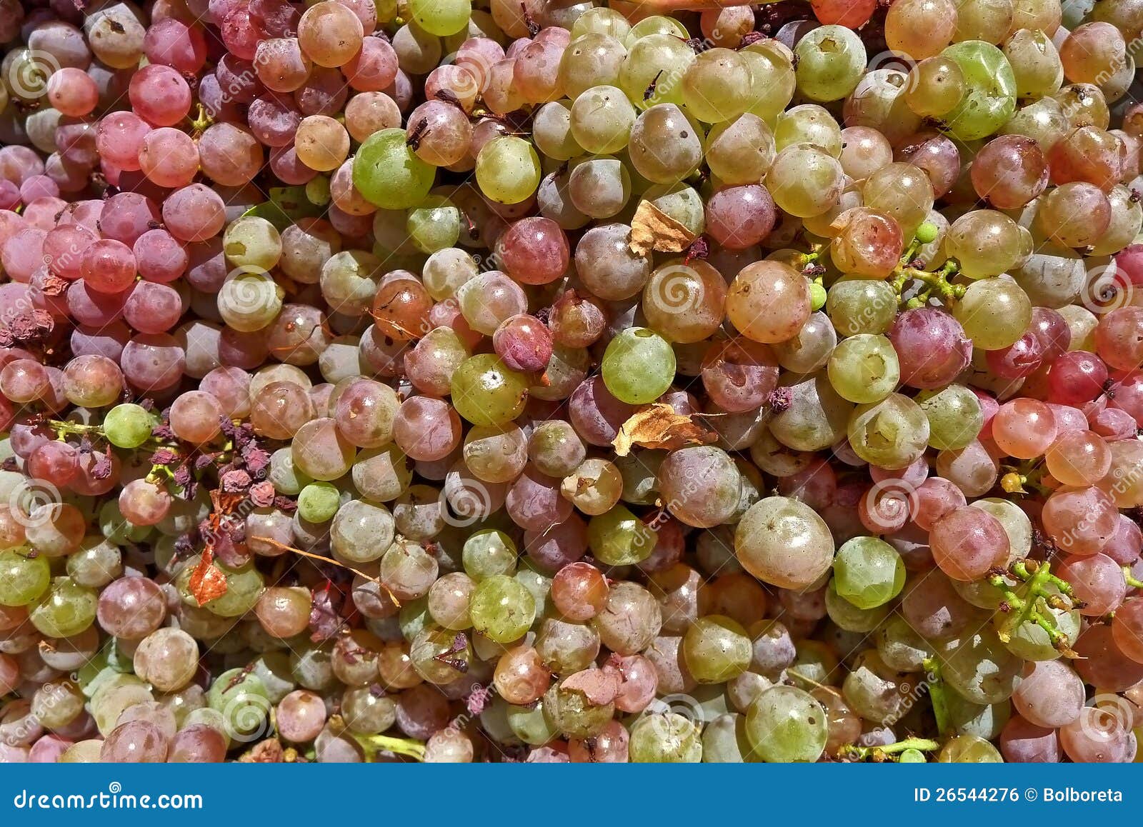 Grapes stock photo. Image of wine, fermentation, grapes - 26544276