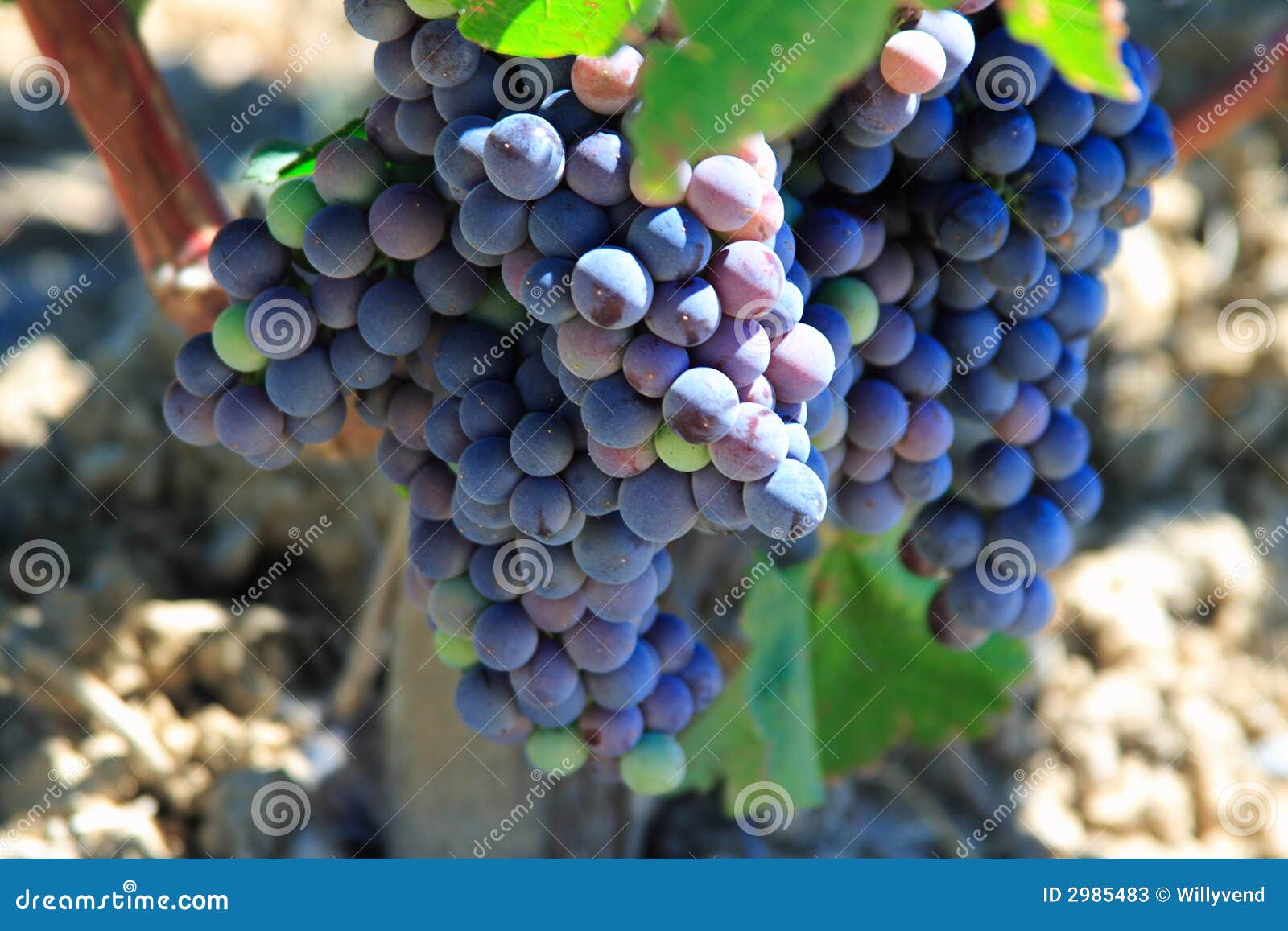 Grapes stock image. Image of bunch, fruit, burgundy, grapes - 2985483
