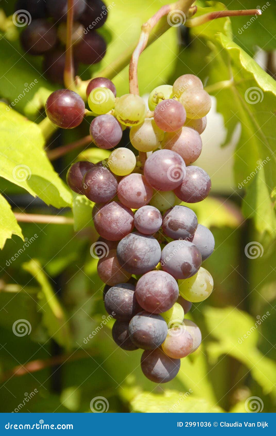 Grapes stock photo. Image of colourful, colored, eatable - 2991036