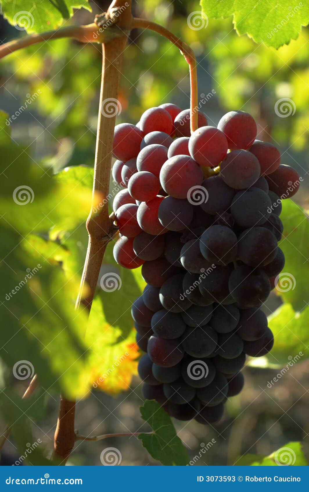 Grapes stock image. Image of leaf, grapevines, agriculture - 3073593