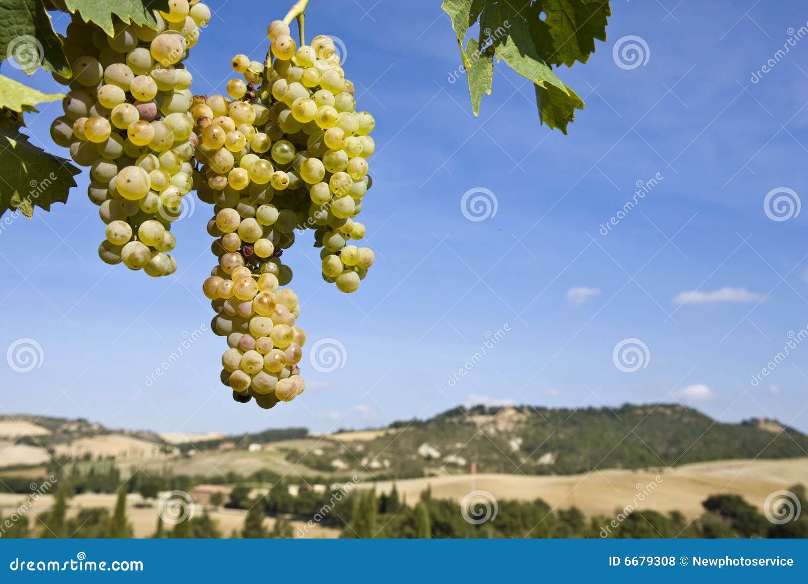 Grapes stock photo. Image of italian, rome, autumn, nature - 6679308